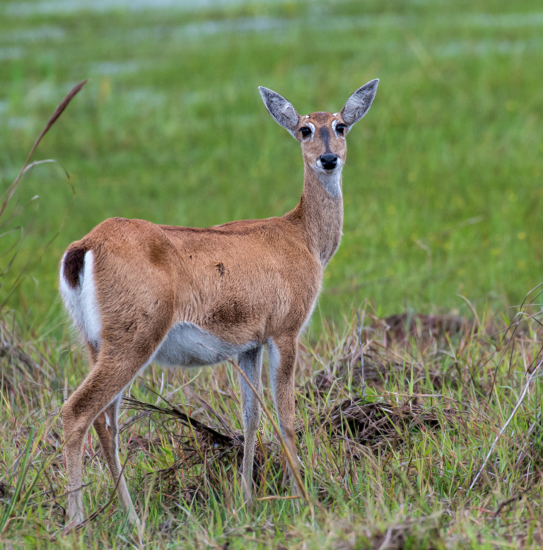 Pampas Deer in August 2018 by Alan Dahl · iNaturalist