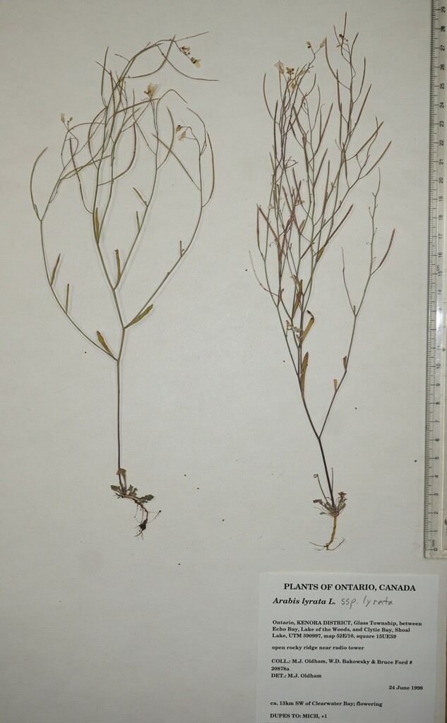 Lyreleaf Rockcress from Canada, Ontario, KENORA County, between Echo ...