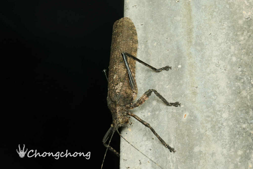 Tegra novaehollandiae from 中国浙江省台州市天台县 on July 30, 2023 at 10:38 PM by ...