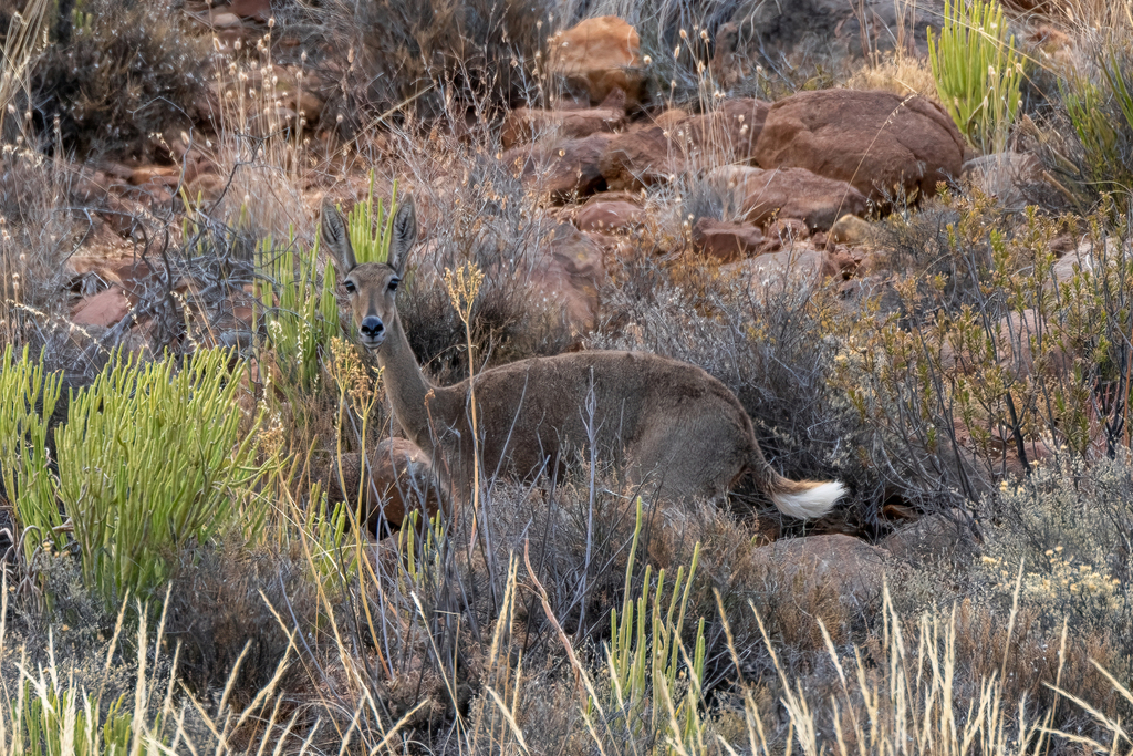 Grey Rhebok from Calvinia, 8190, South Africa on December 28, 2023 at ...