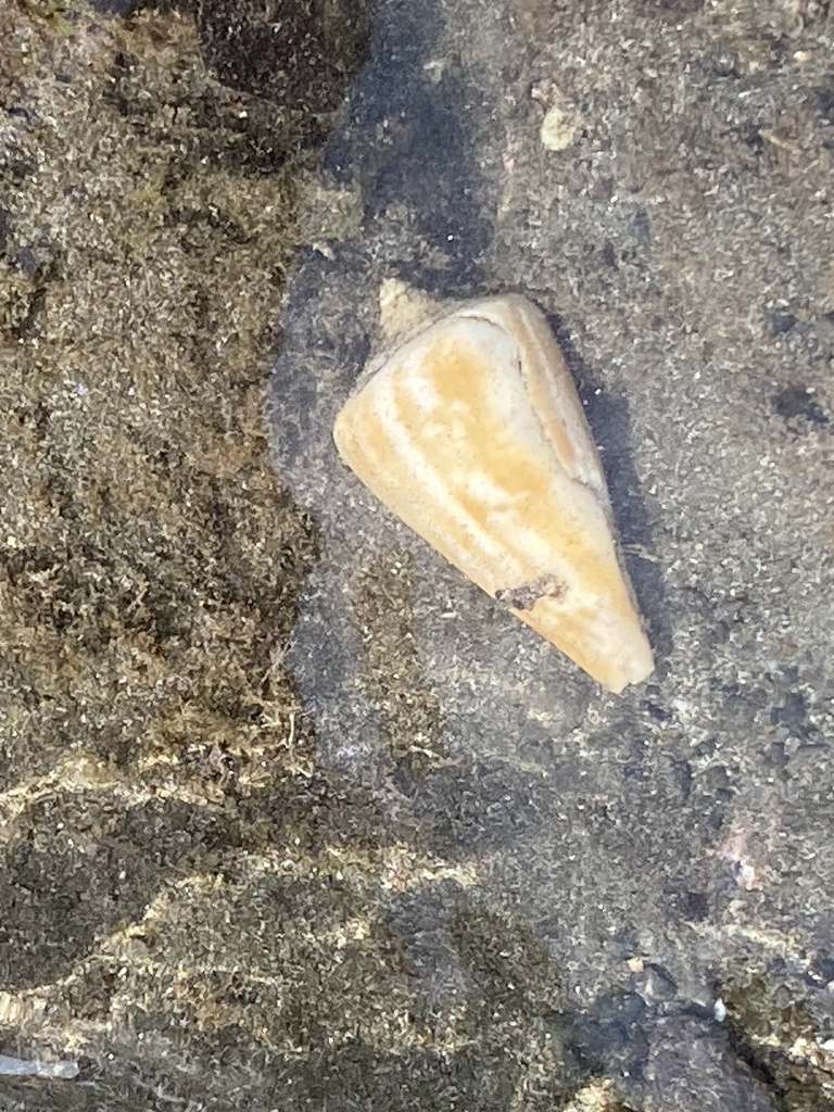 Conus from Pacific Ocean, Nandayure, Guanacaste, CR on January 13, 2024 ...