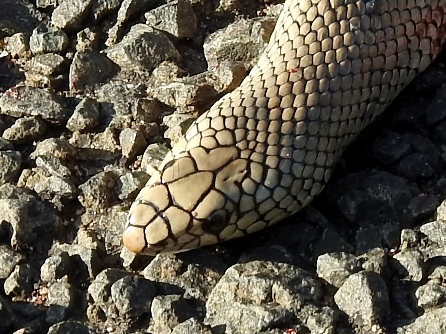 Mole Snake from Livingstone, Southern, Zambia on January 5, 2024 at 04: ...