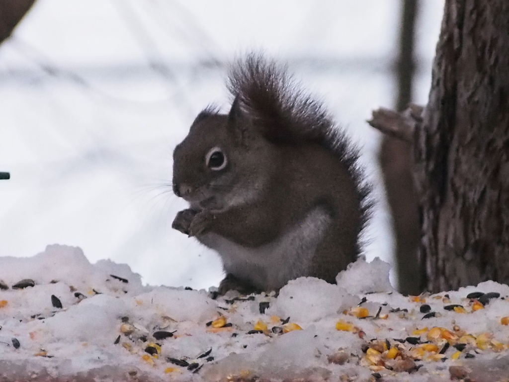 American Red Squirrel in January 2024 by Ken Potter · iNaturalist