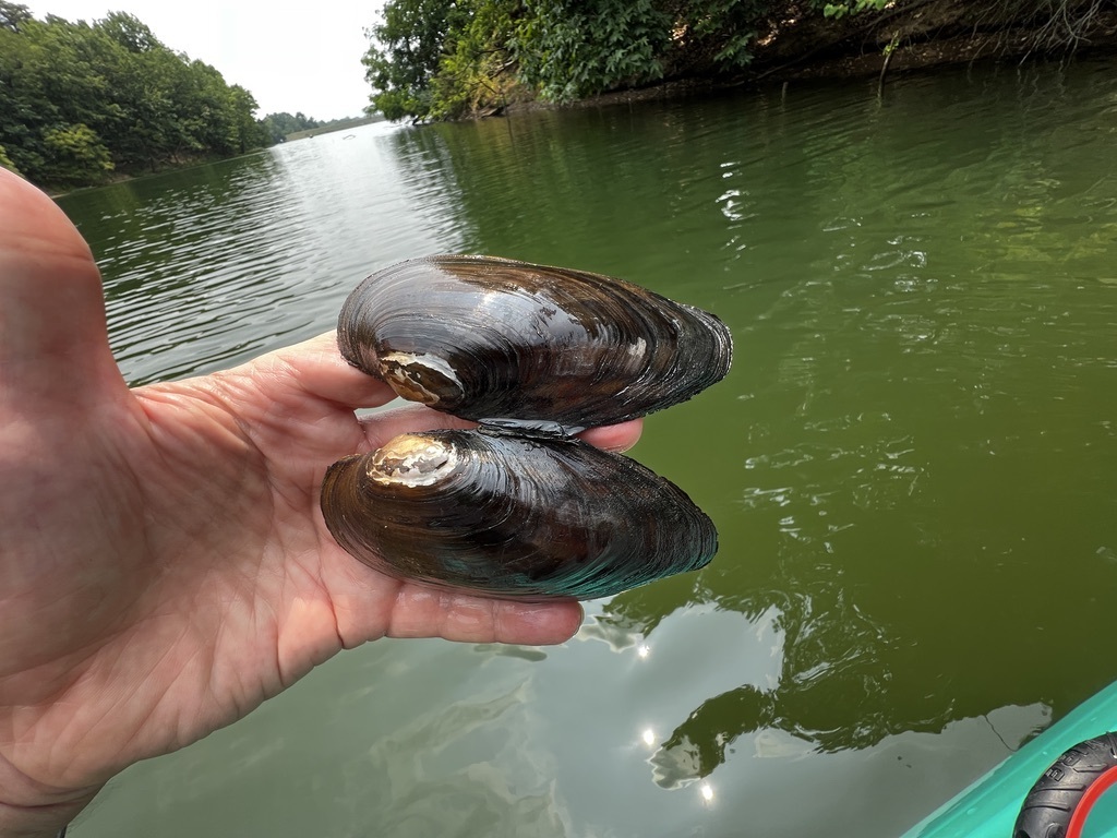 Floater Mussels from Frederick County, VA, USA on August 2, 2023 at 01: ...