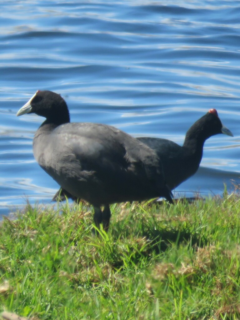 Red-knobbed Coot from Macassar WTP--Upper Estuary on January 14, 2024 ...
