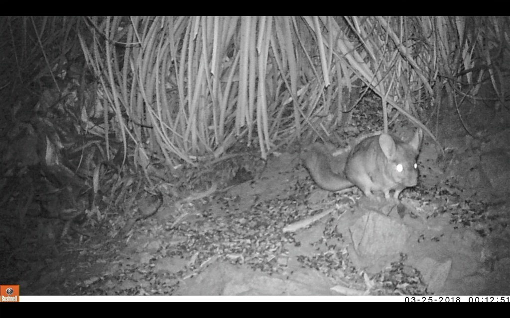 Long-tailed Chinchilla in March 2018 by Theo Fiedler. Approximate ...