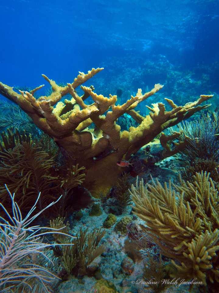 Elkhorn Coral in June 2017 by Pauline Walsh Jacobson. Carval Rock ...