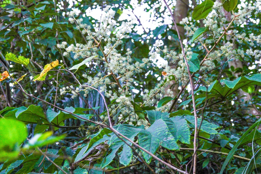 Rice paper plant from 312台灣新竹縣橫山鄉大肚國小 on January 13, 2024 at 04:39 PM ...