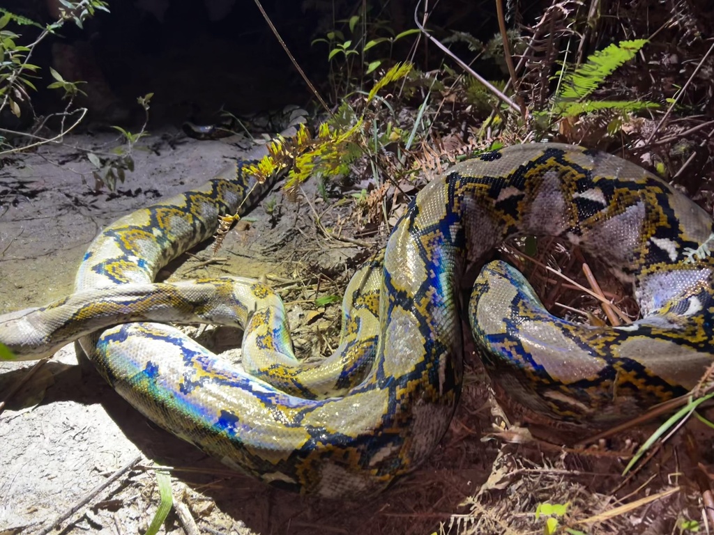 Reticulated Python in January 2024 by moh_elbanna. Found hidden in ...