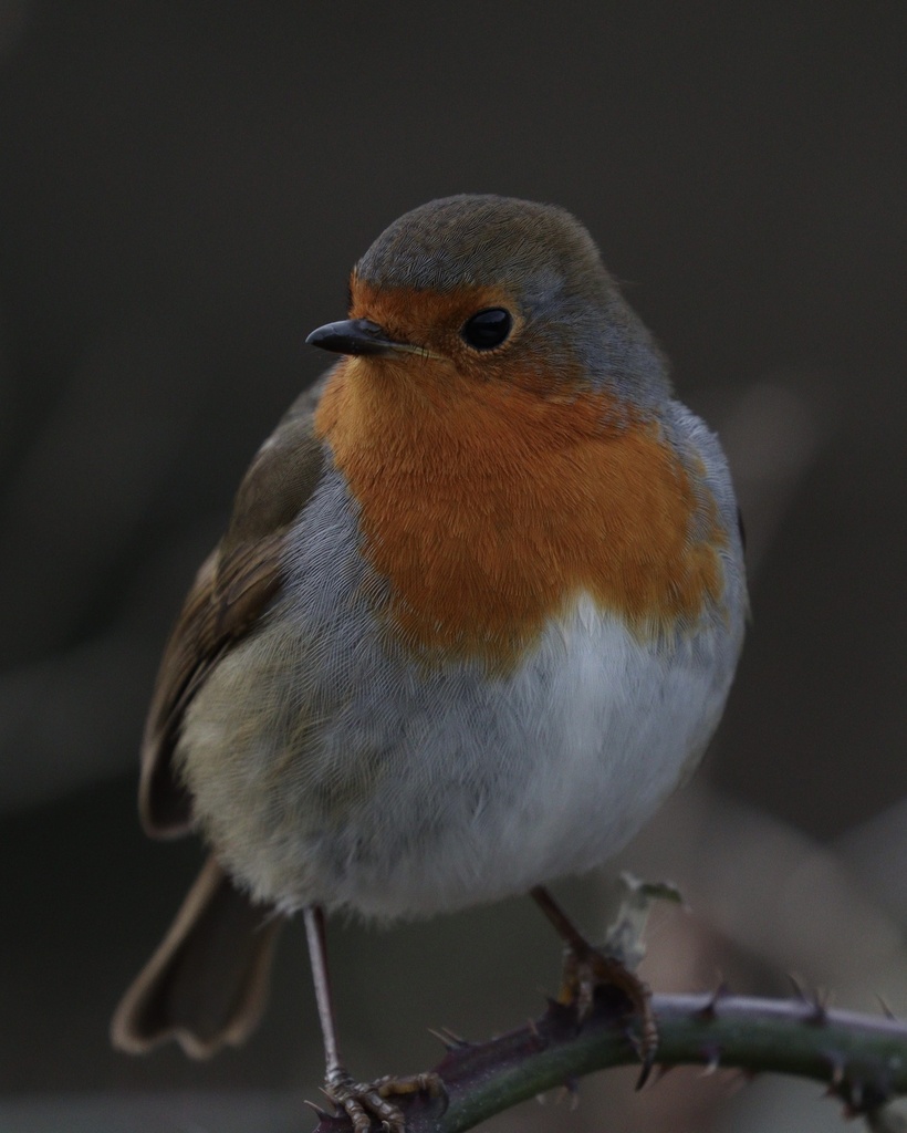 European Robin from Slapton Ley National Nature Reserve, Kingsbridge ...