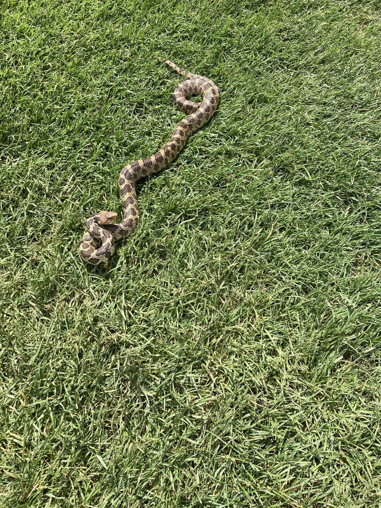 Colubrine Snakes in July 2023 by levianderson26 · iNaturalist