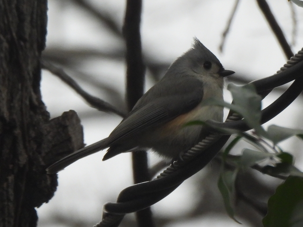Tufted Titmouse from Fort Worth, TX, USA on January 14, 2024 at 09:46 ...
