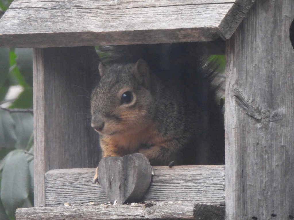 Fox Squirrel from Fort Worth, TX, USA on January 14, 2024 at 09:28 AM ...