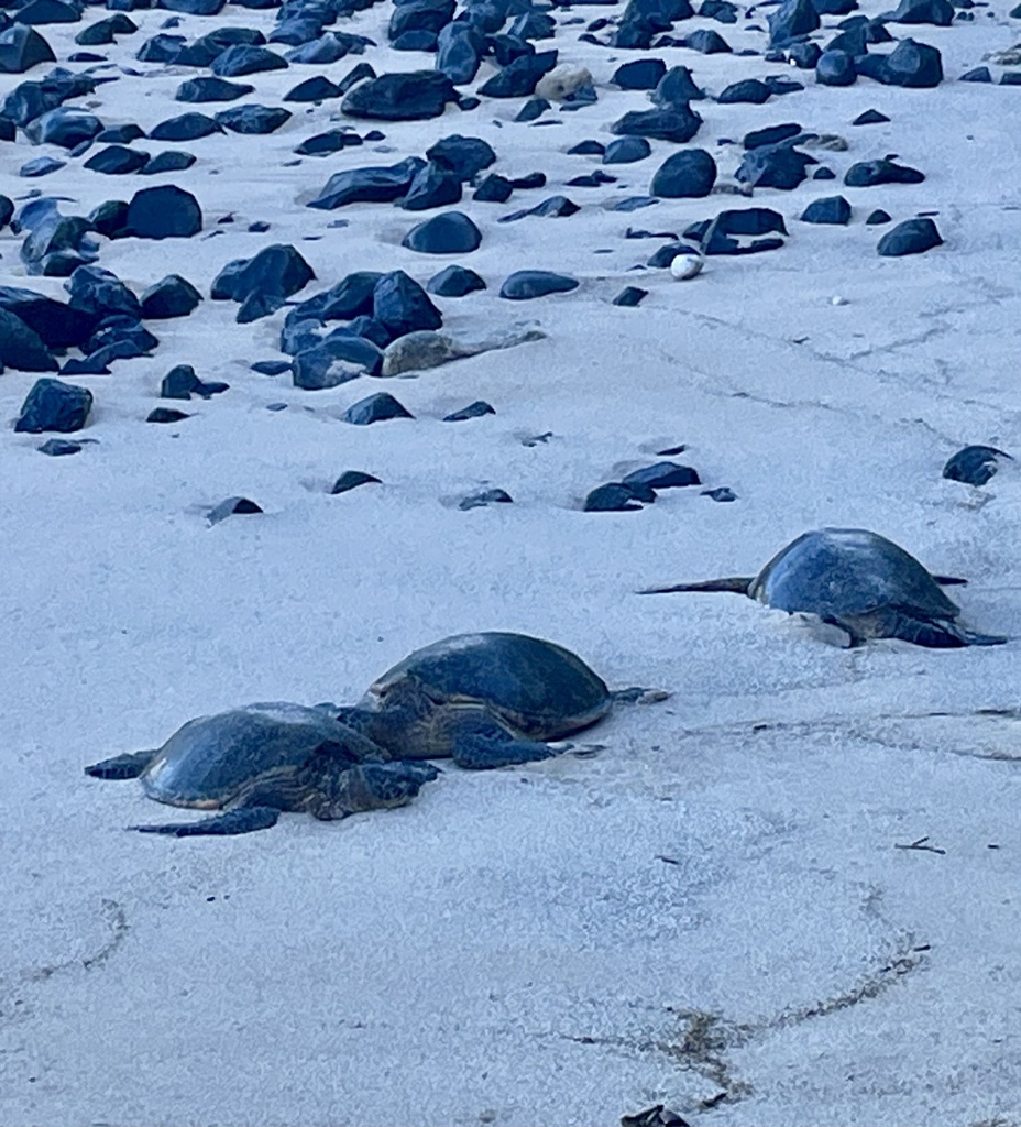 Green Sea Turtle in December 2023 by Nicholas Pollock · iNaturalist