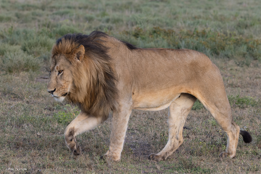 Lion (Mammals of the Mfolozi River catchment, South Africa ) · iNaturalist