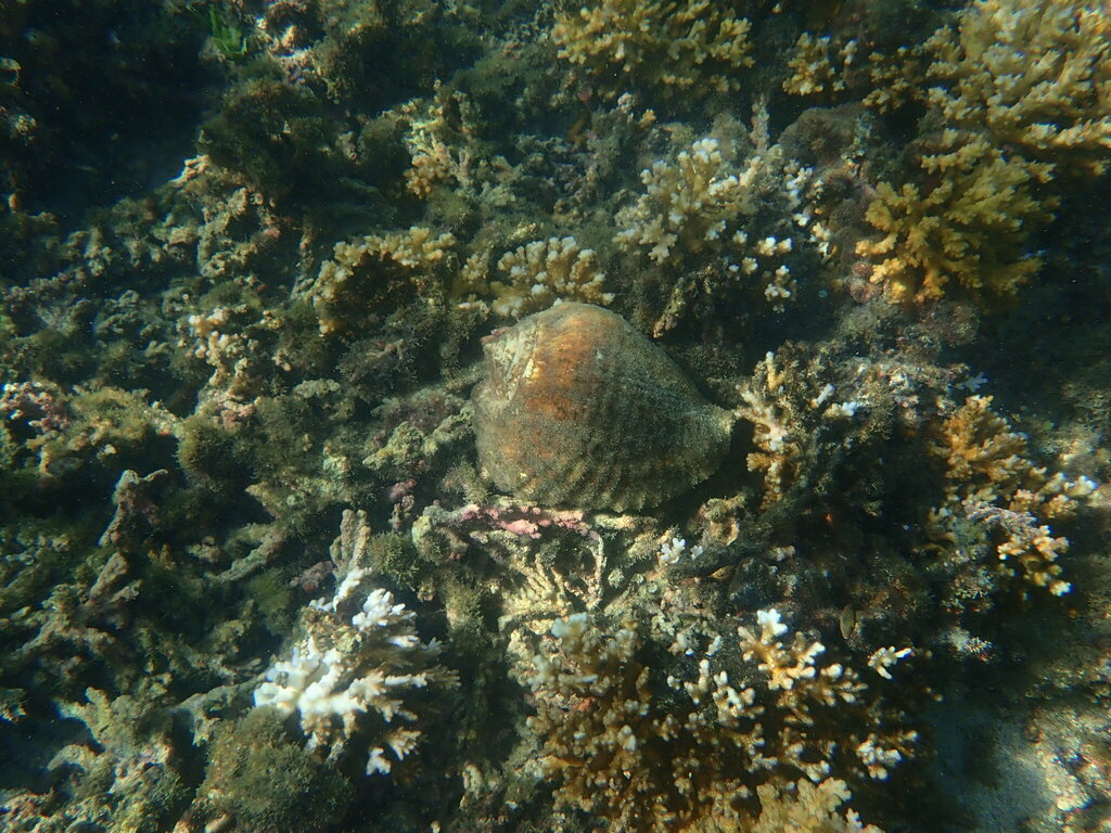 Eastern Pacific Giant Conch from Coiba NP, Machete, Montijo District ...
