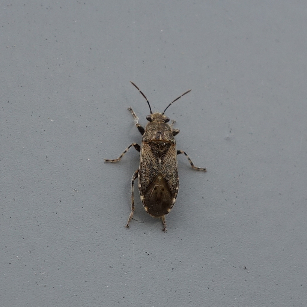 Nettle ground bug from Theale, Reading, UK on April 14, 2016 at 12:02 ...