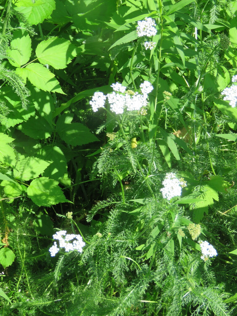 common yarrow from Old Mill Park, Jericho Center, VT 05465, USA on July ...