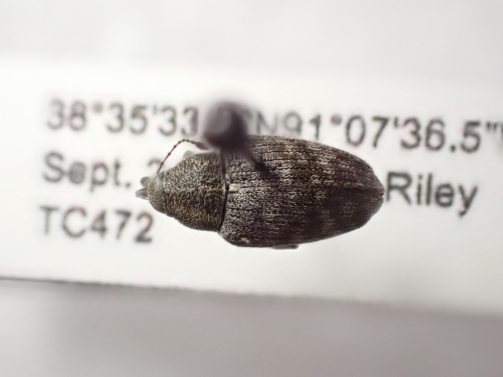 True Weevils from Franklin County, MO, USA on September 21, 2023 at 08: ...