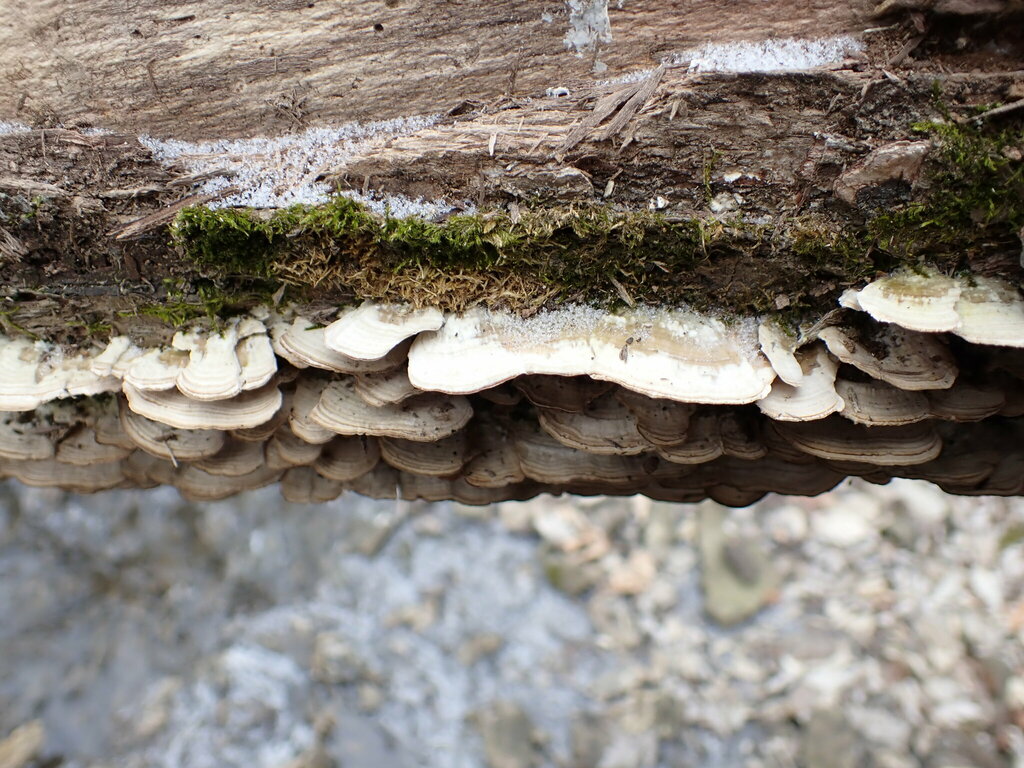 violet-toothed polypore from Franklin County, MO, USA on January 13 ...