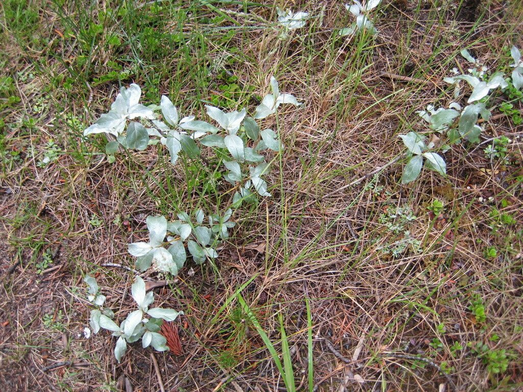 Silverberry from Improvement District No. 12, AB T0E, Canada on July 15 ...