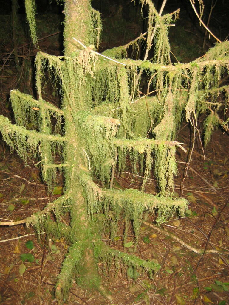Cat's Tail Moss from Ucluelet, BC, Canada on July 11, 2010 at 03:00 AM ...