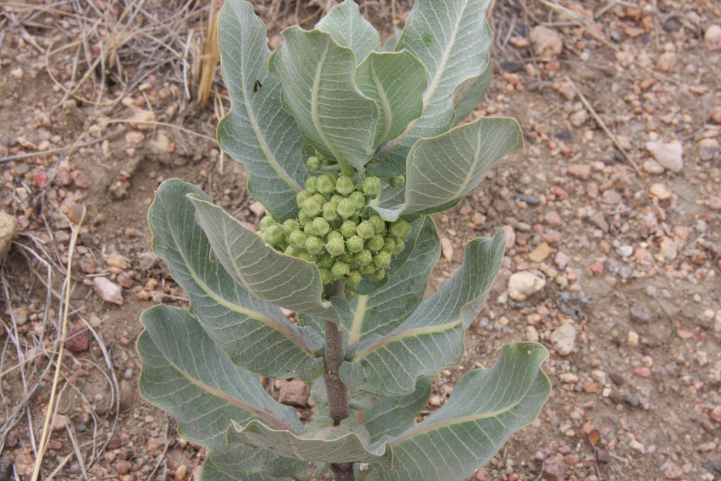 broadleaf milkweed from Pueblo County, CO, USA on July 6, 2011 at 12:47 ...