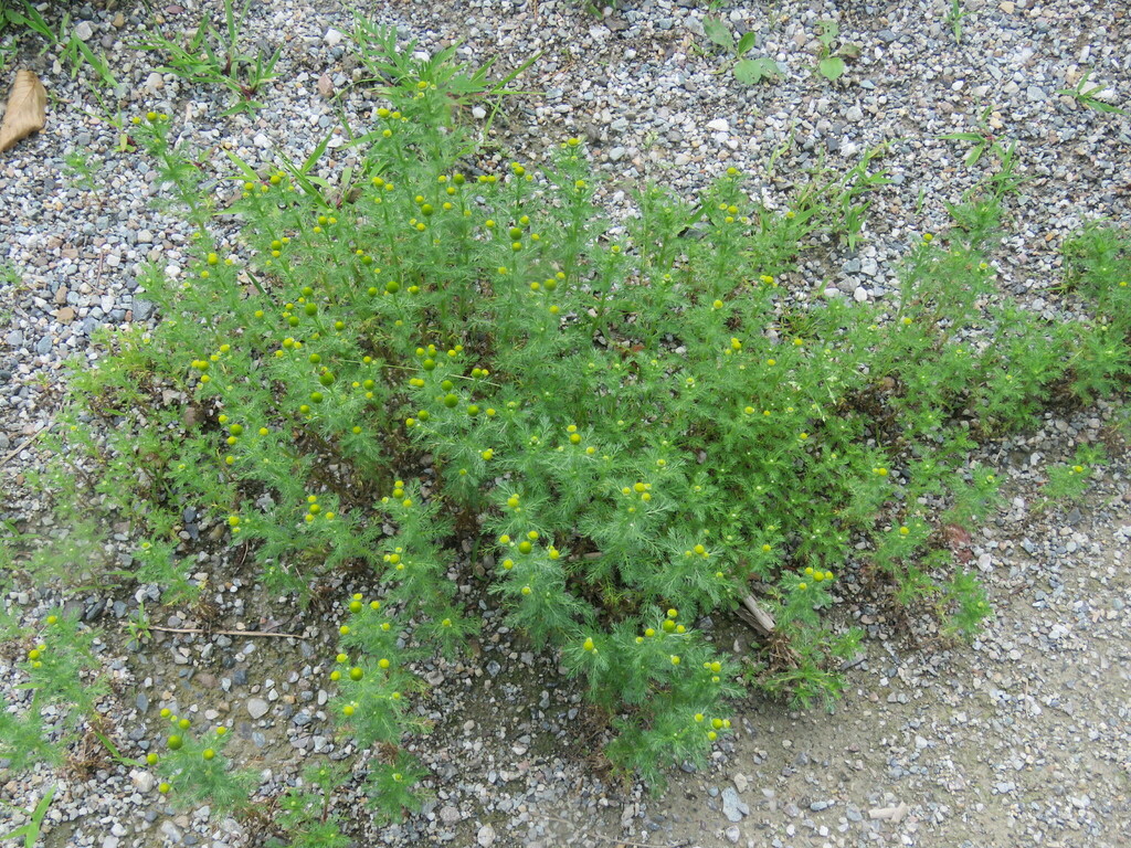 pineapple-weed from Gillett Pond, Richmond, VT 05477, USA on July 14 ...