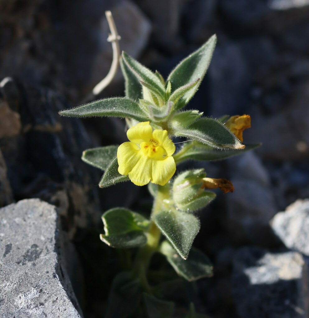 golden desert-snapdragon from Inyo County, CA, USA on January 13, 2024 ...