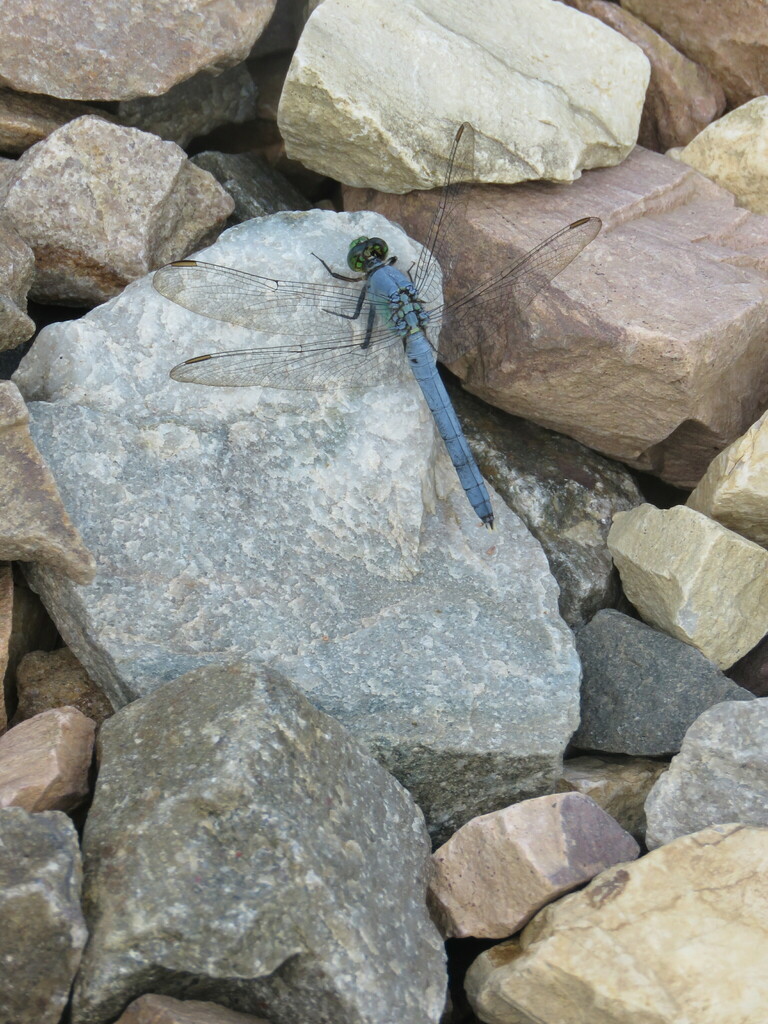 Eastern Pondhawk from Colchester Pond, Colchester, VT 05446, USA on ...