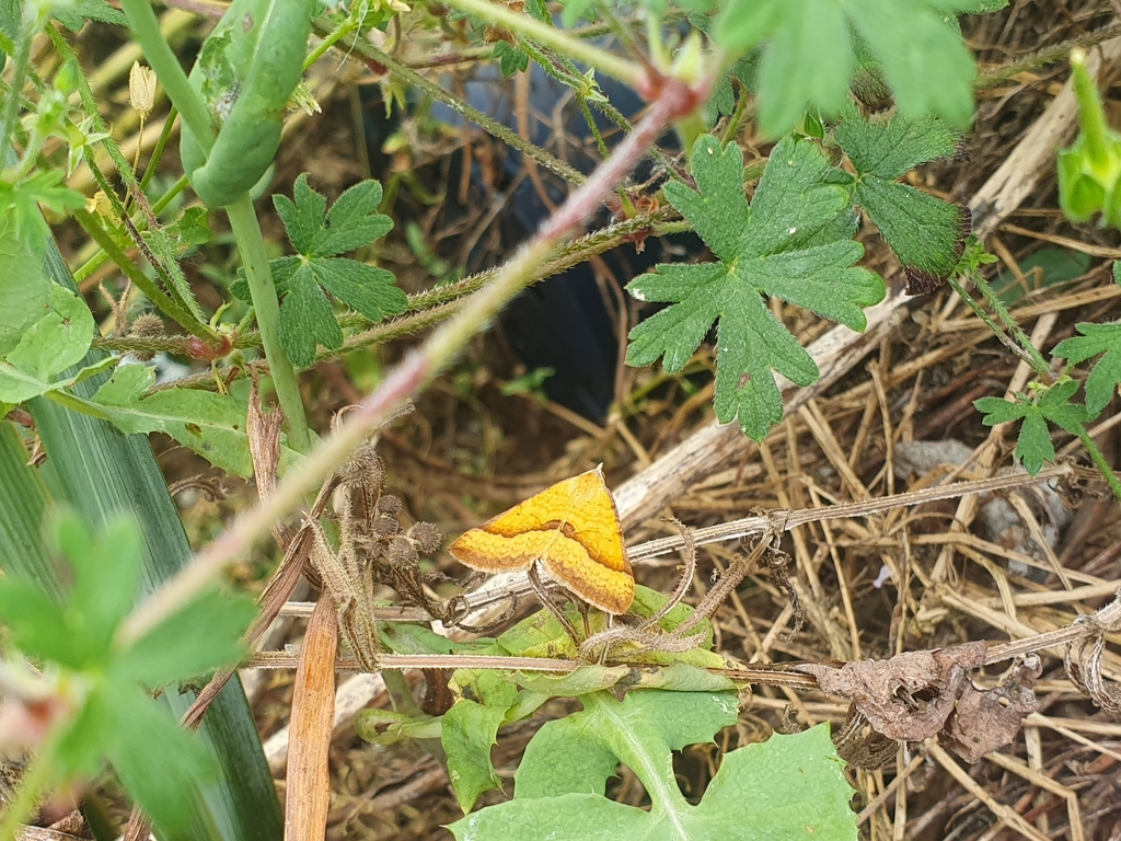 golden grass carpet from Motupiko 7072, New Zealand on January 14, 2024 ...