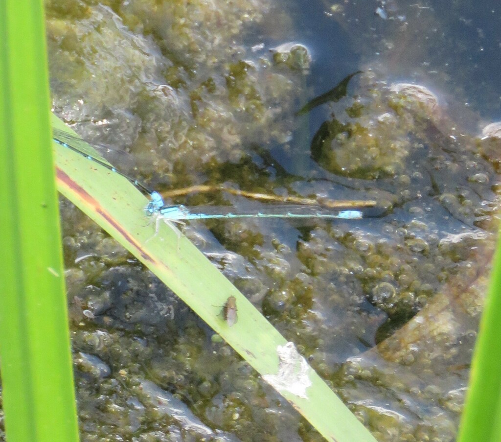 Slender Bluet from Colchester Pond, Colchester, VT 05446, USA on July ...