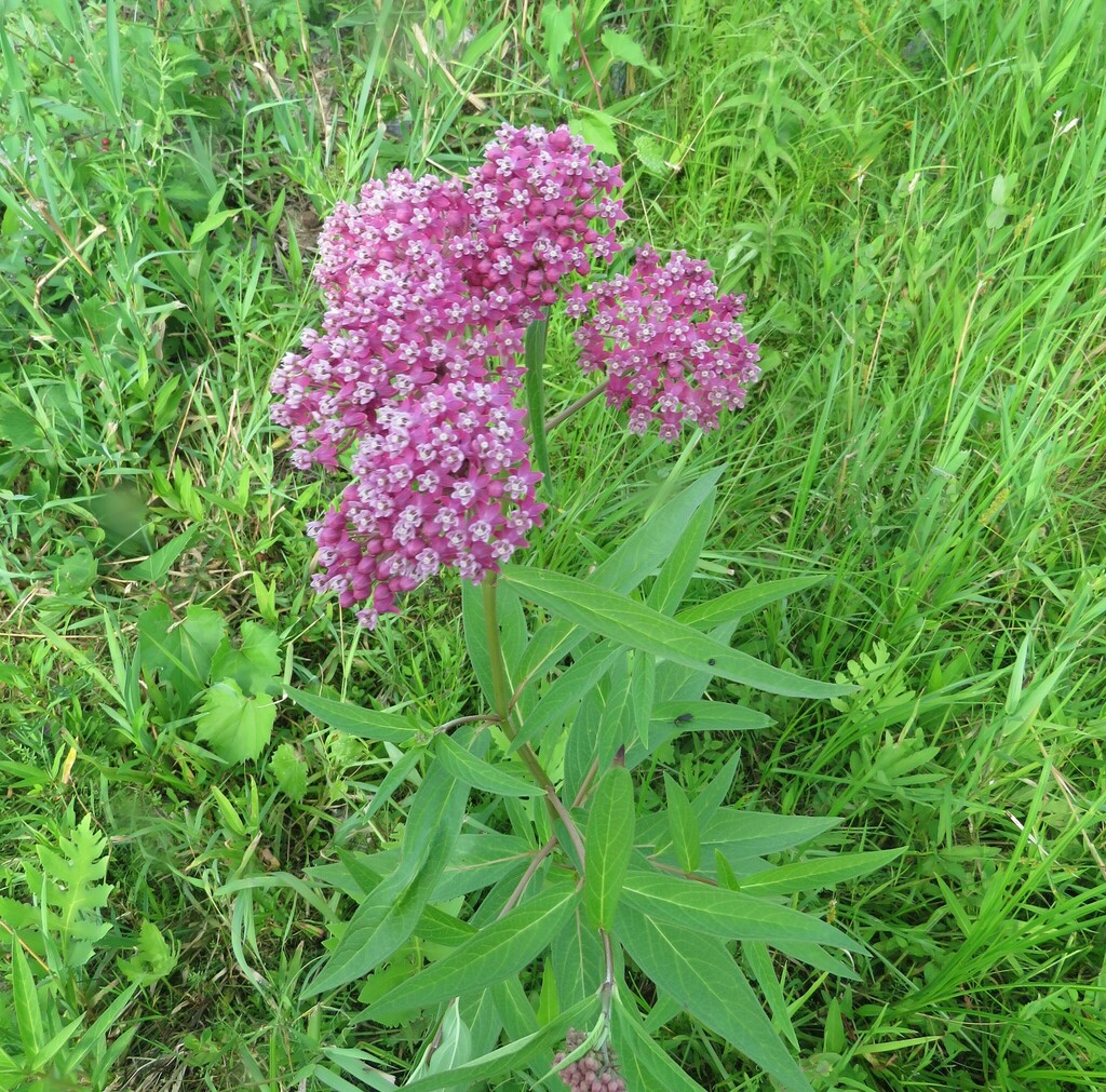swamp milkweed from Colchester Pond, Colchester, VT 05446, USA on July ...