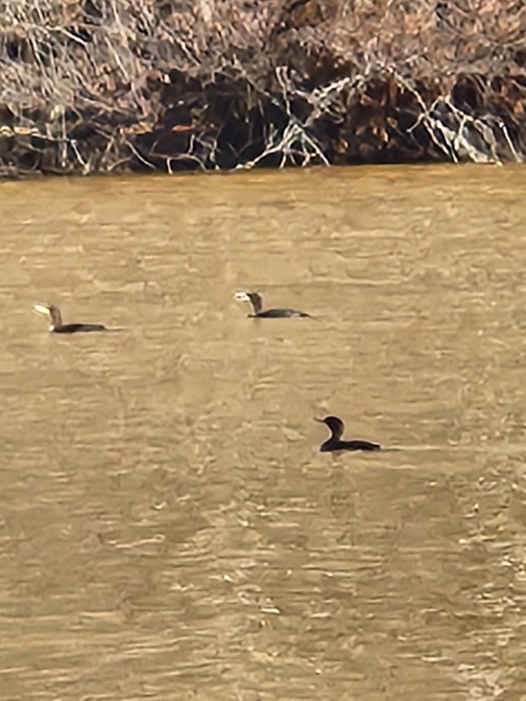 Birds from Raleigh, NC 27613, USA on January 13, 2024 at 02:20 PM by ...