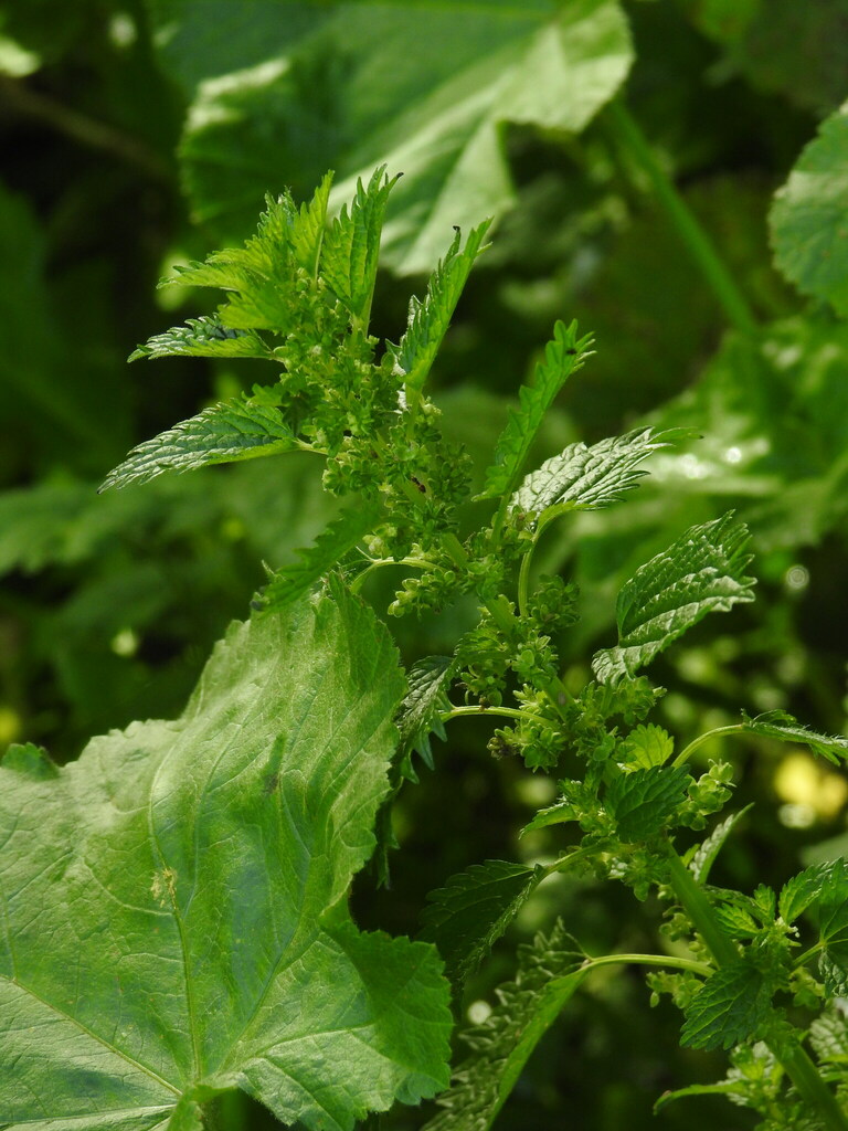 Dwarf Nettle from Silves, Faro, Portugal on January 14, 2024 at 10:54 ...
