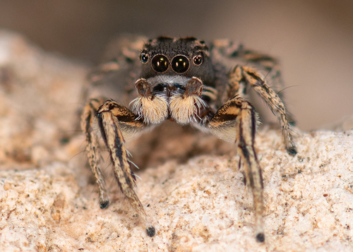 Habronattus moratus · iNaturalist