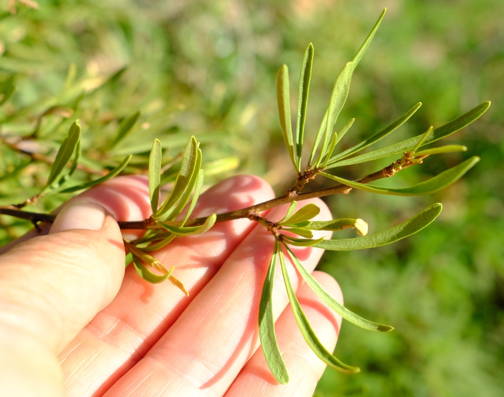 brittle thorn from o4 on January 11, 2024 at 08:16 AM by Nick Helme · iNaturalist
