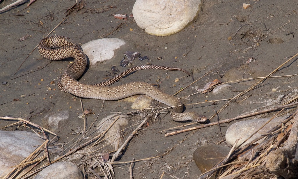 Oriental Rat Snake from Bardiya, Nepal on October 30, 2023 at 12:20 PM ...