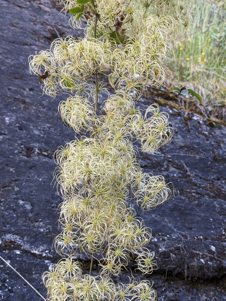Clematis foetida from Glendhu Bay 9382, New Zealand on December 16 ...