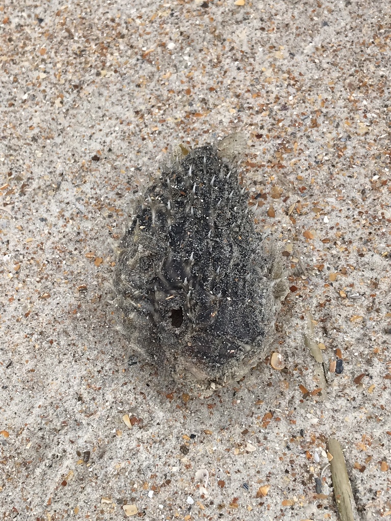 Striped Burrfish from Anastasia State Park, Saint Augustine, FL, US on ...