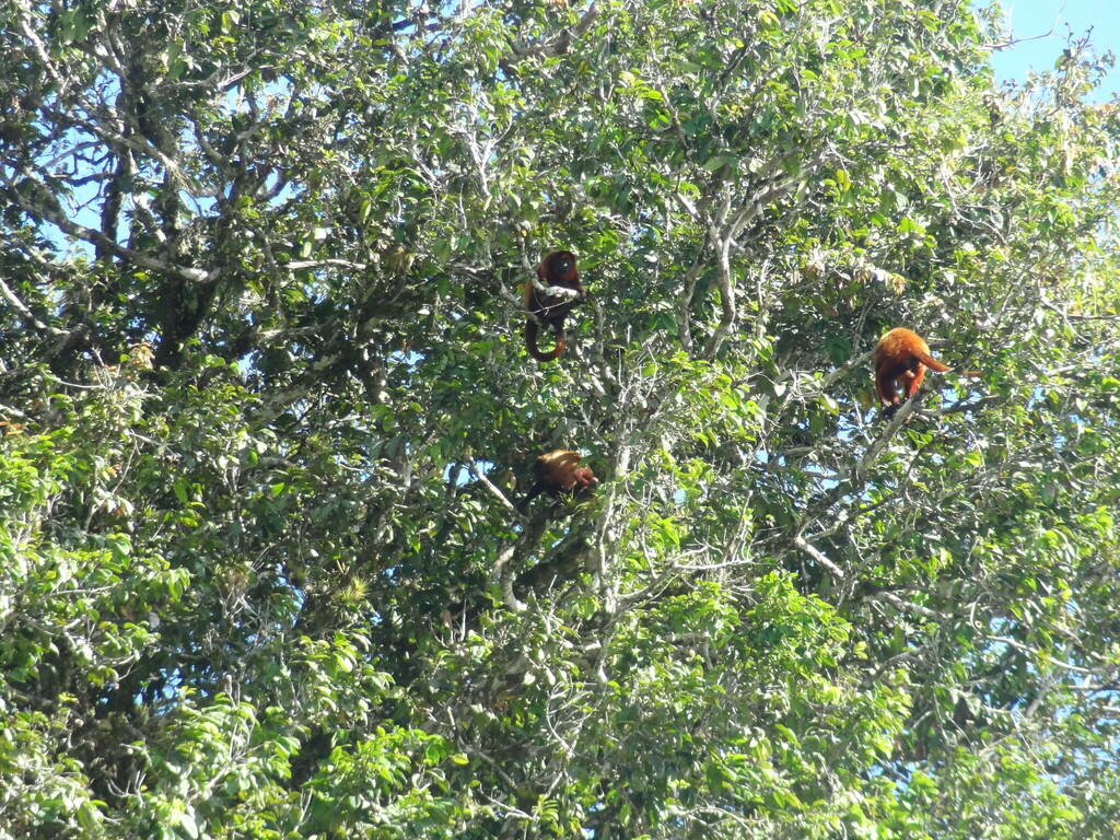 Guianan Red Howler Monkey from Boven-Coppename, Suriname on June 13 ...