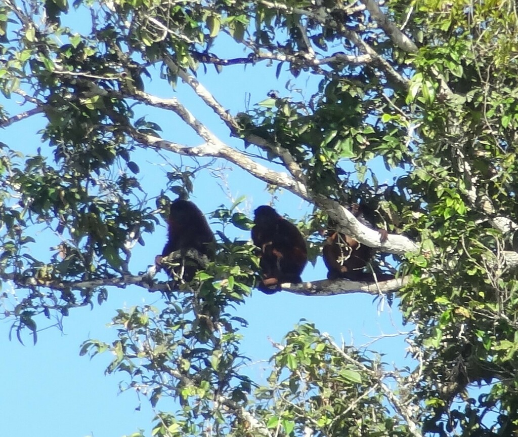 Guianan Red Howler Monkey from Boven-Coppename, Suriname on June 13 ...
