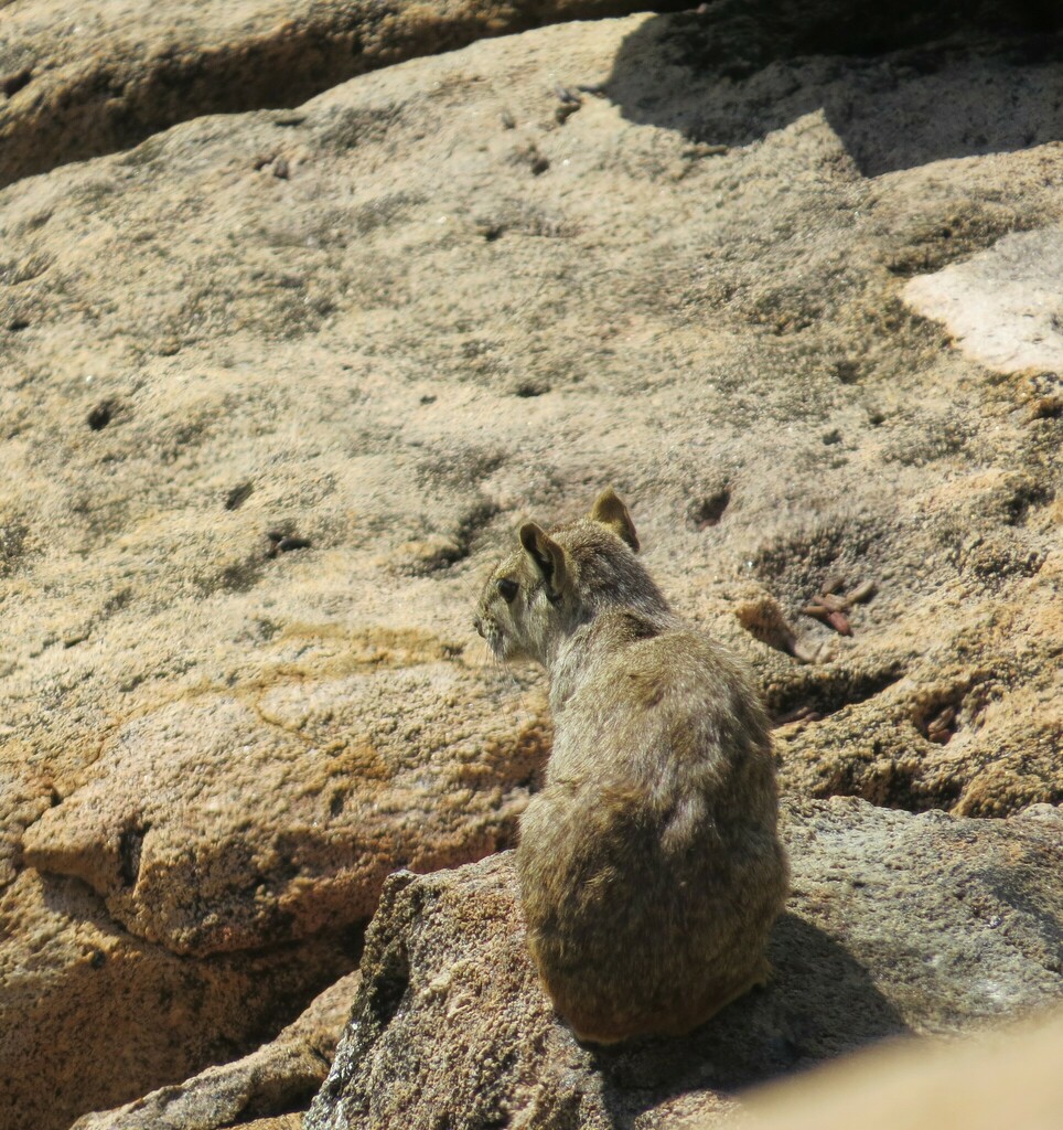 Rock Cavy from Serra Talhada - PE, Brasil on January 13, 2024 at 07:26 ...