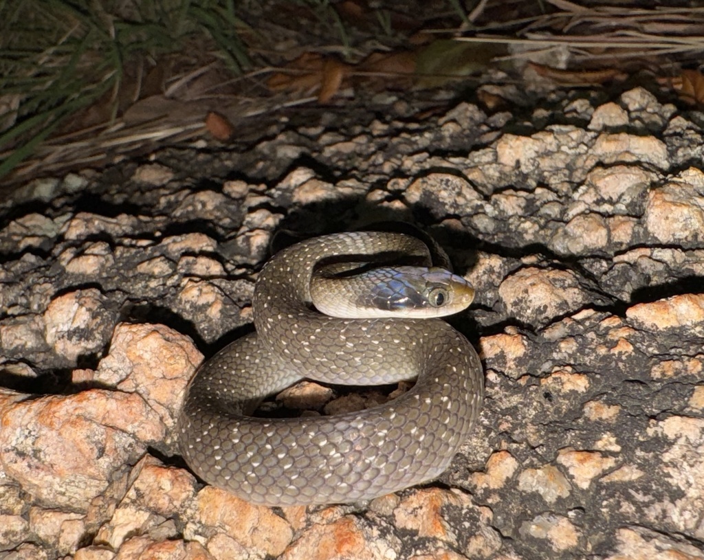 Red-lipped Snake from Lake Malawi National Park, Mangochi, MW on ...