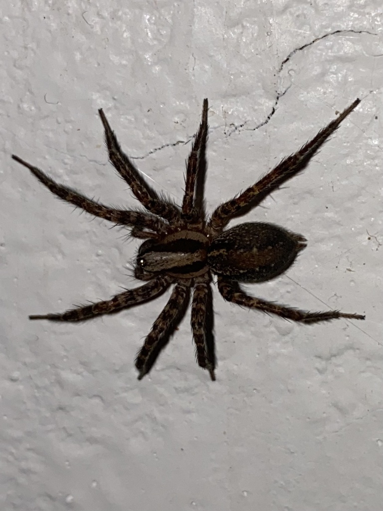Rta clade in January 2024 by Joey Mugleston · iNaturalist
