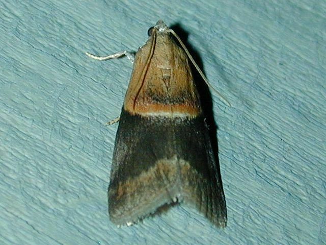 Walnut Shoot Moth from Hubbard Pines, Litchfield, CT, USA on June 17 ...