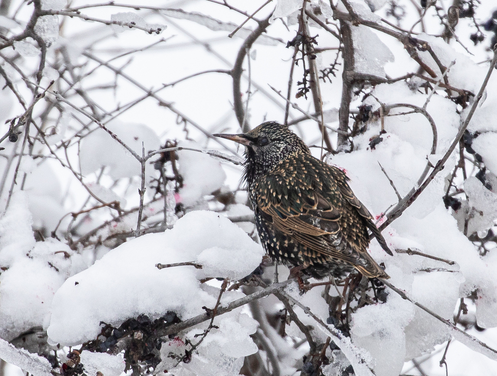 European Starling from Williams Charter Township, MI, USA on January 14 ...
