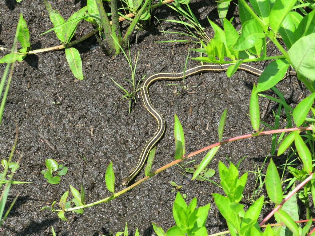 Eastern Garter Snake from East Bethel, MN, USA on July 16, 2023 at 12: ...