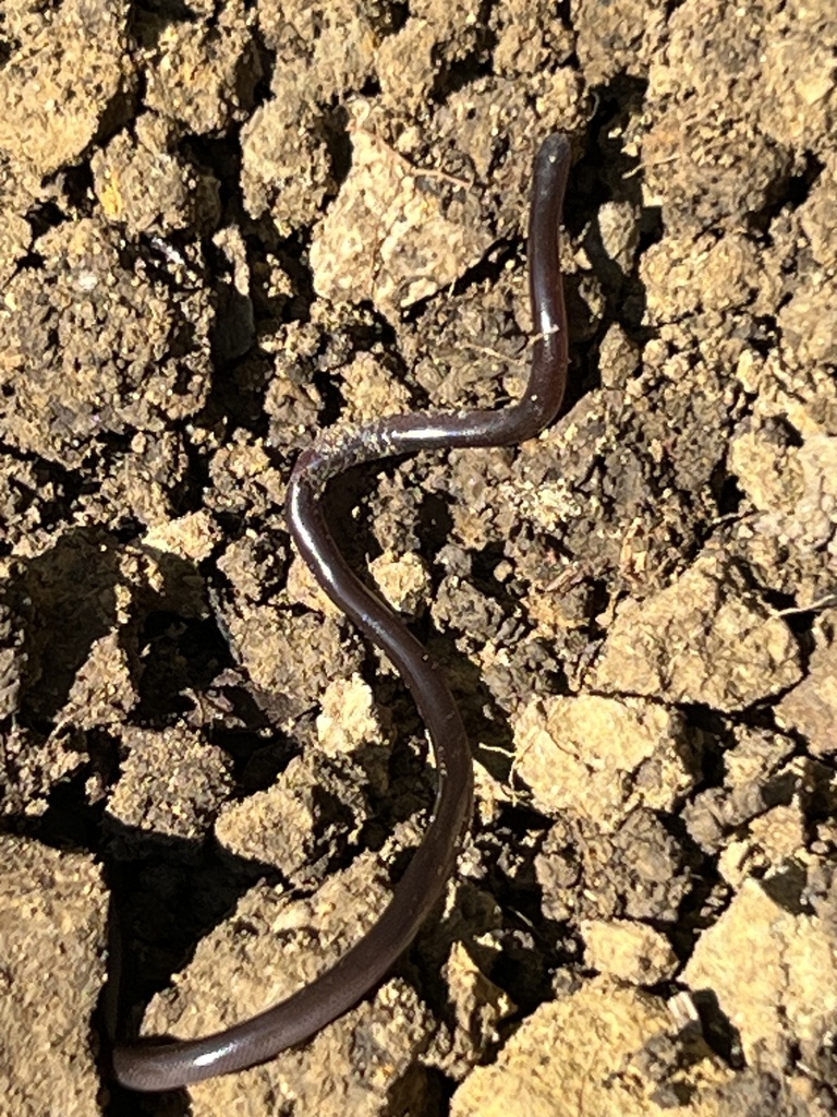Western Threadsnake from Drysdale Ave, Los Angeles, CA, US on January ...