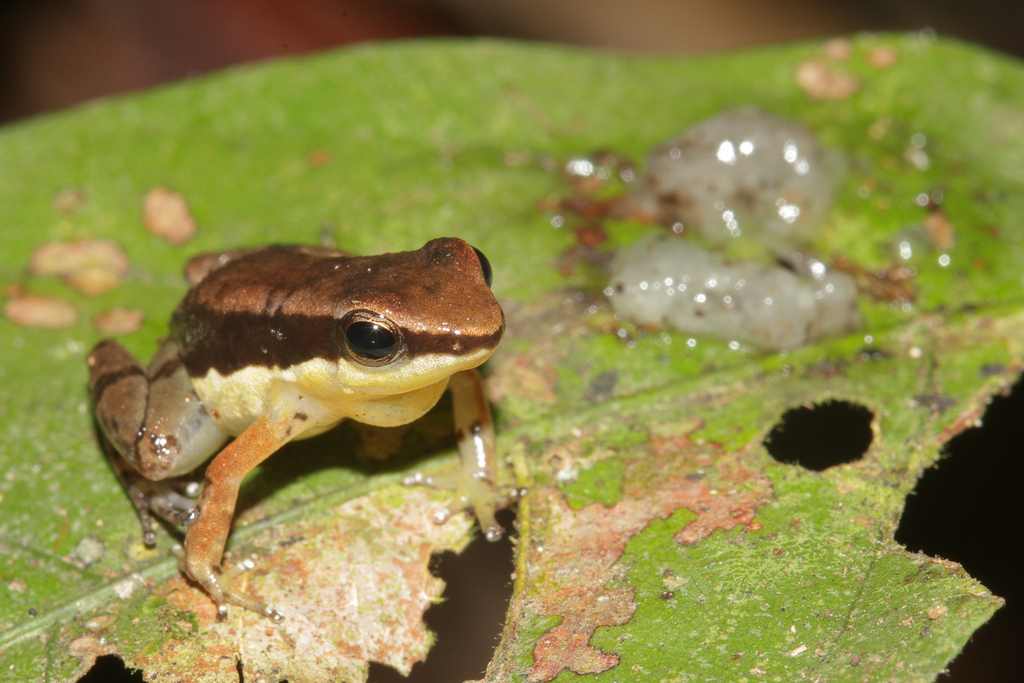 Allobates ripicolus from Maripasoula 97370, Guyane française on June 13 ...